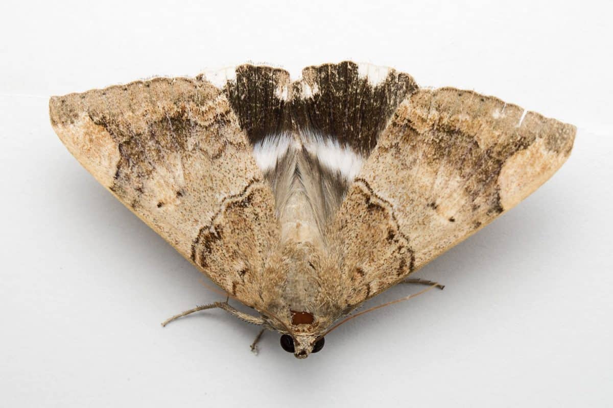 Principales diferencias entre la carcoma y la polilla de la madera