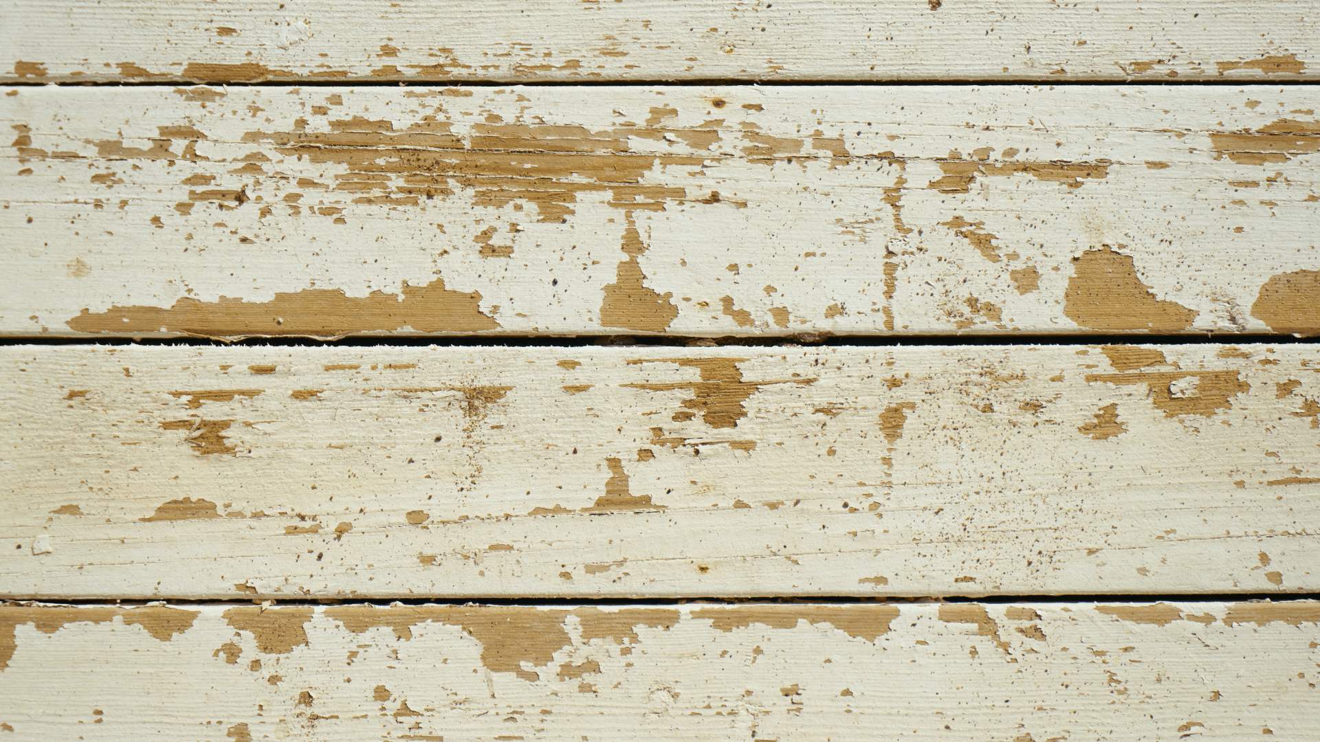 Principales causas de tener una plaga en la madera